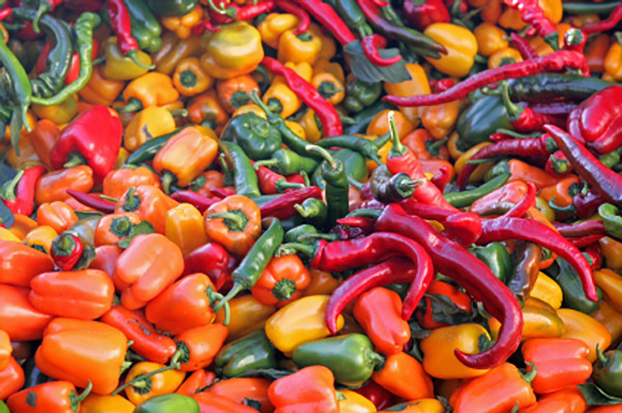 Tipos de chiles mexicanos y su aplicación en platillos