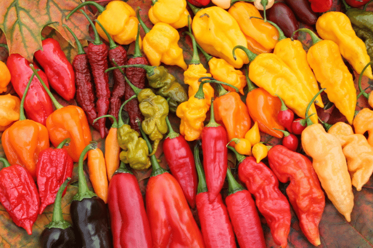 Tipos de chiles mexicanos y su aplicación en platillos