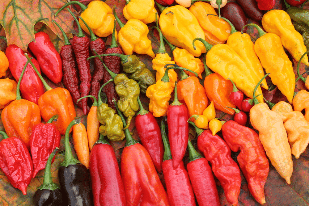 Tipos de chiles mexicanos y su aplicación en platillos